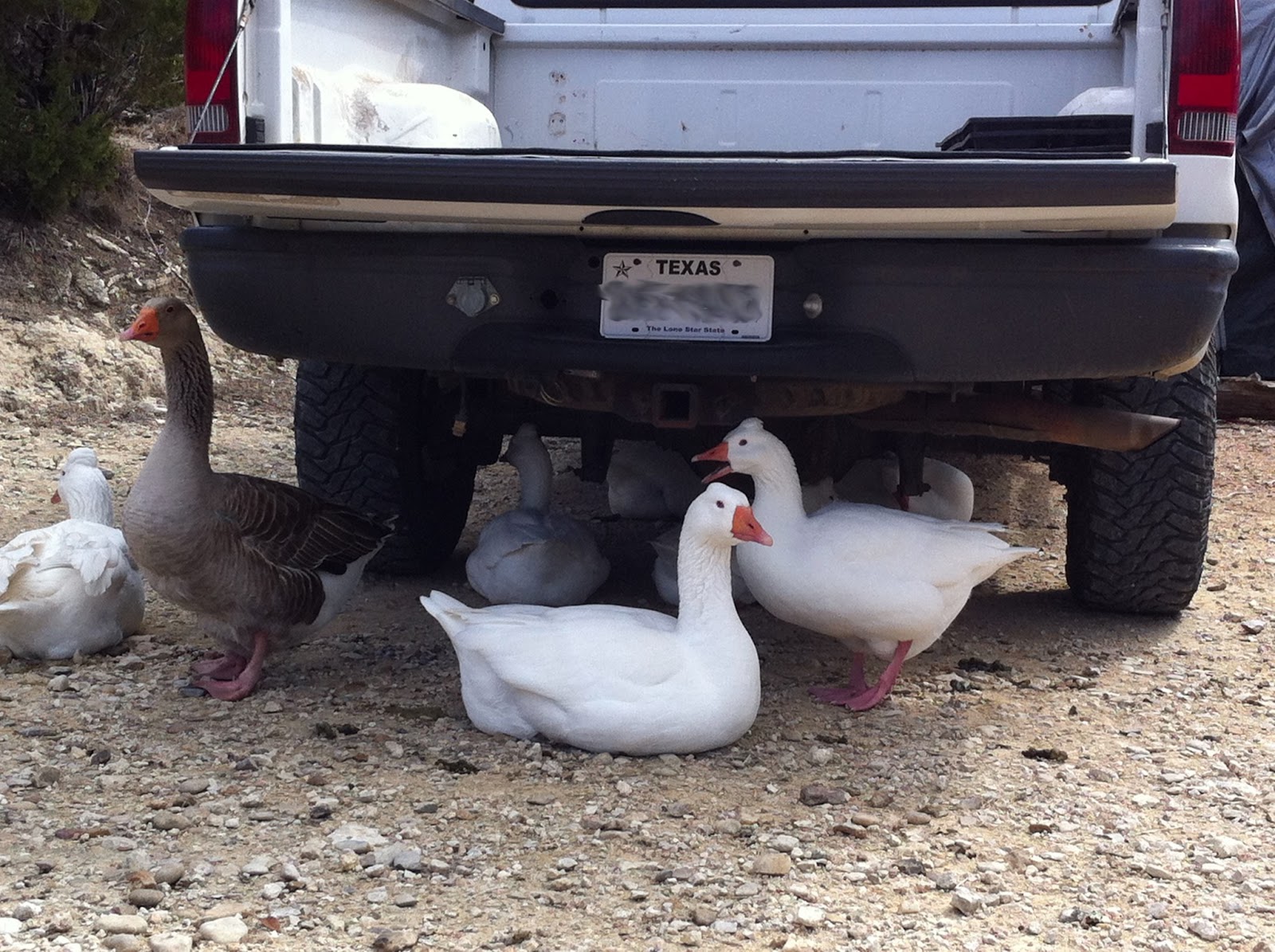 Farm Natters: No Goose Eggs Yet?