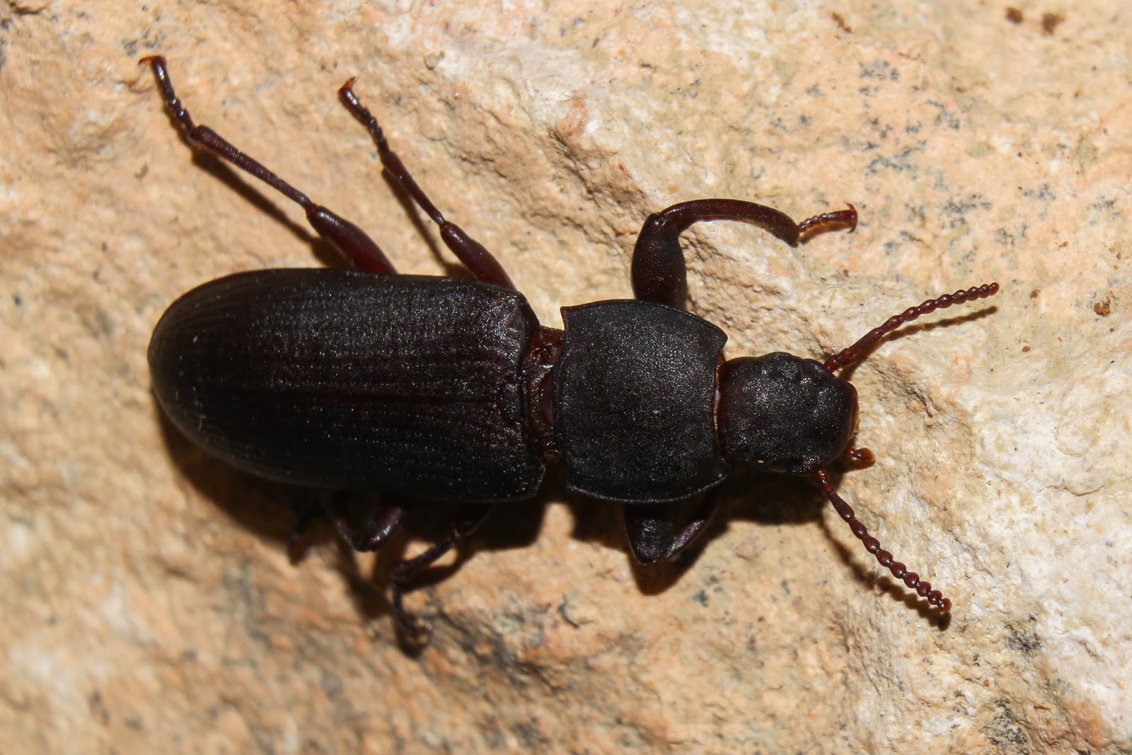 Biodiversity of Cyprus by NGO Protection of the Natural Heritage and ...