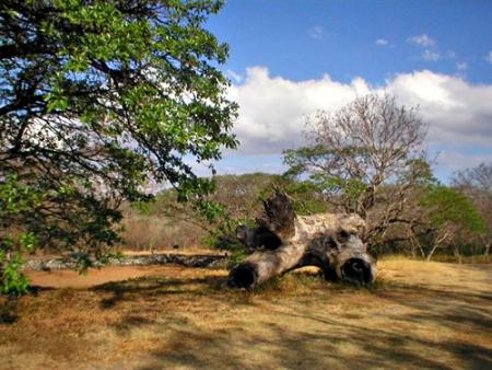 ECOSISTEMAS DE COSTA RICA: BOSQUE TROPICAL DECIDUO POR LA SEQUÍA DE ...