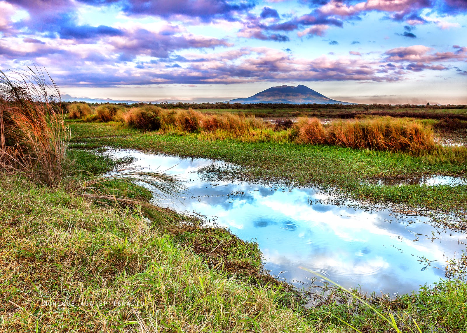 Hog Heaven: Candaba Bird watching