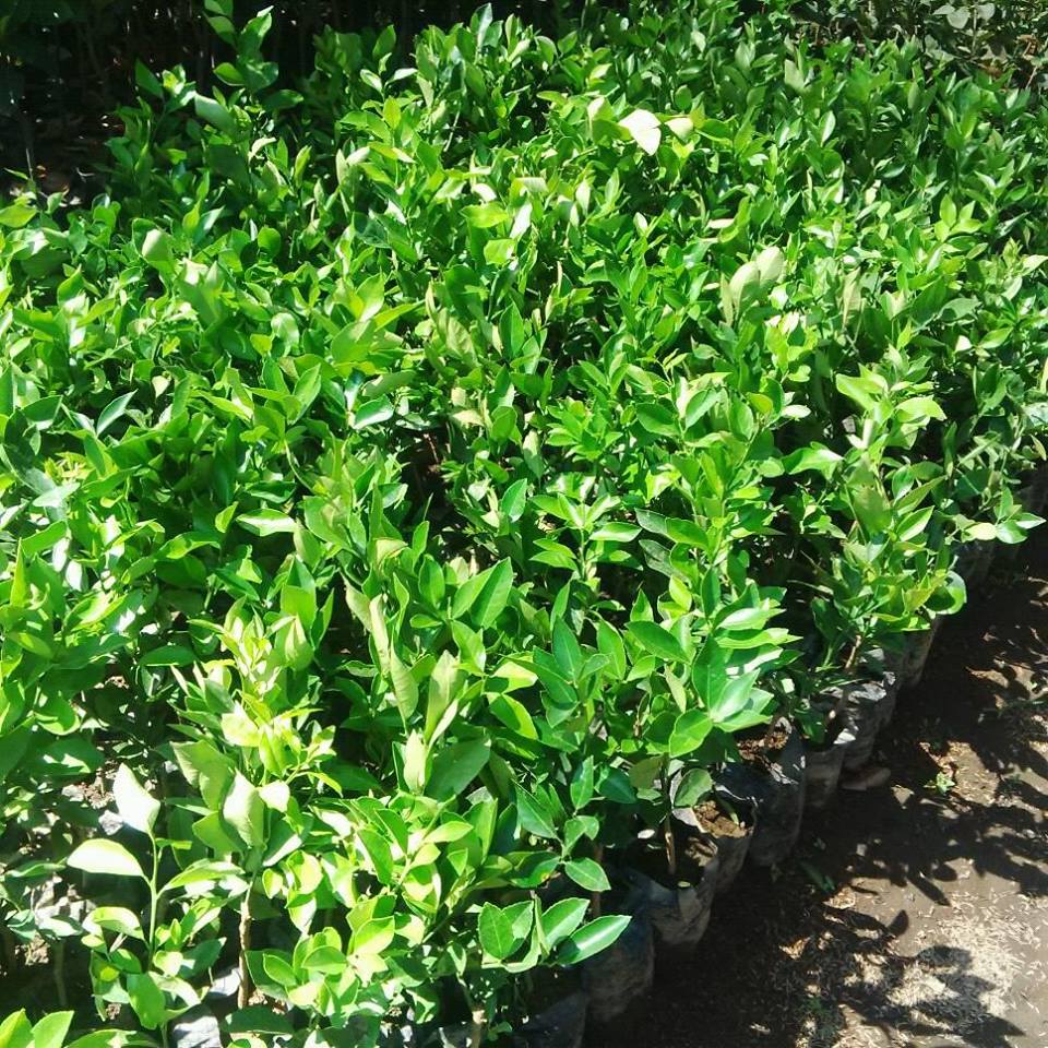 Jual bibit jeruk pecel harga miring 081333395064 GrosirBibitMurah ...