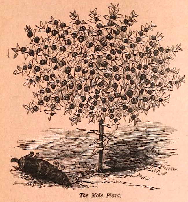 The Promise of Seeds: Magic in a Packet: 1893 - Samuel Wilson's Mole-Tree!