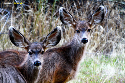 Angels Landing: Desafiando las Rocosas y Peligrosas Montañas de Zion ...