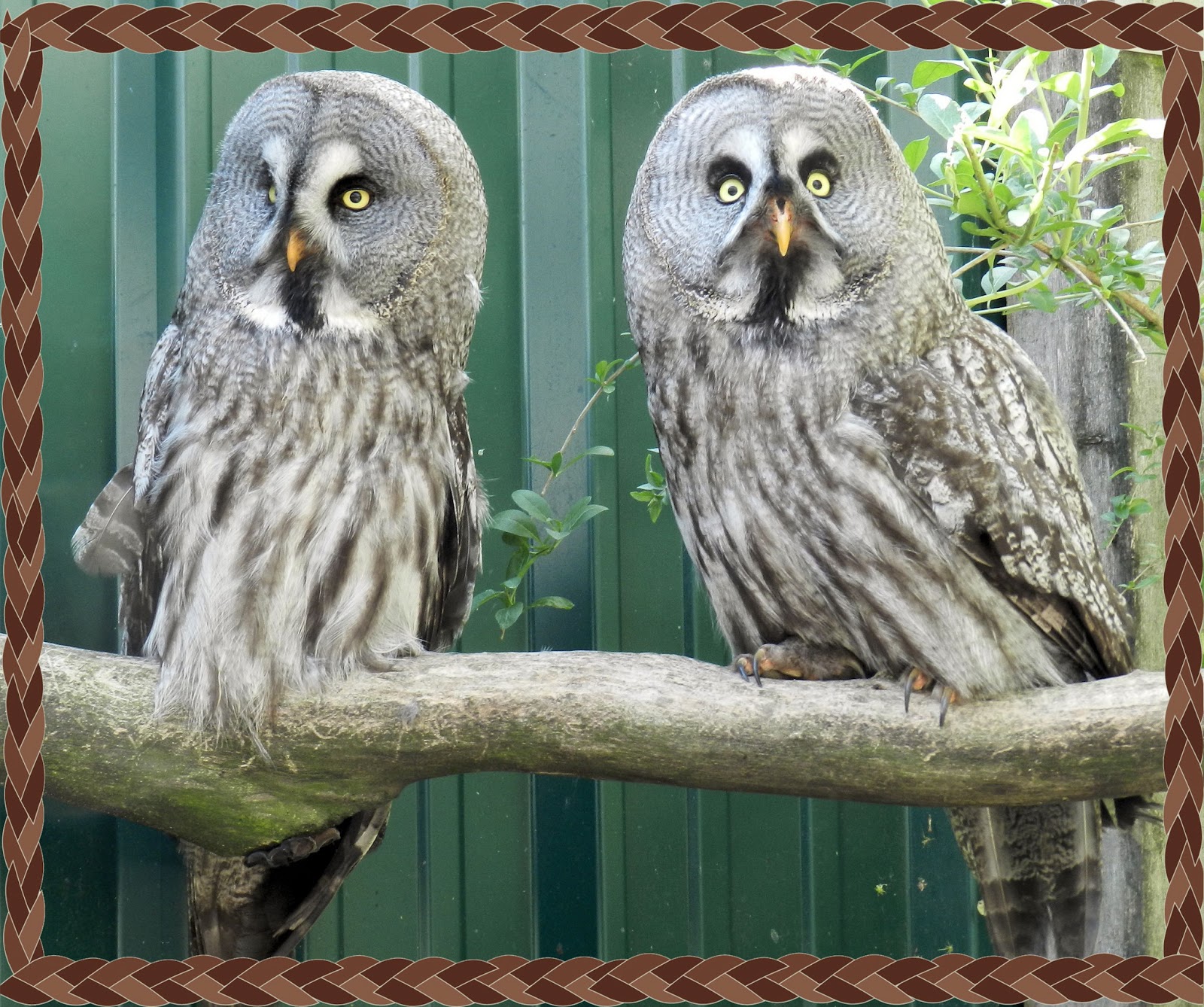 Tierisches: Der Eulenhof