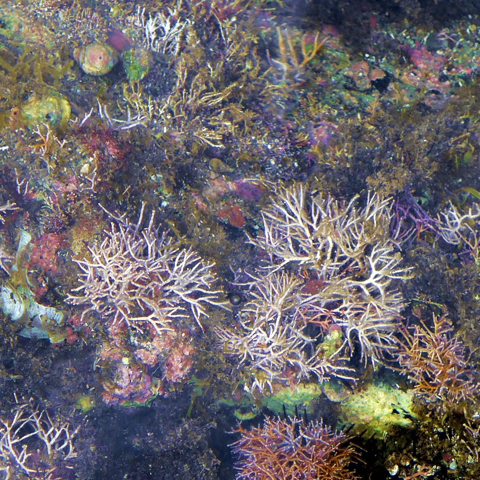Textura de fondo marino | Todas las texturas