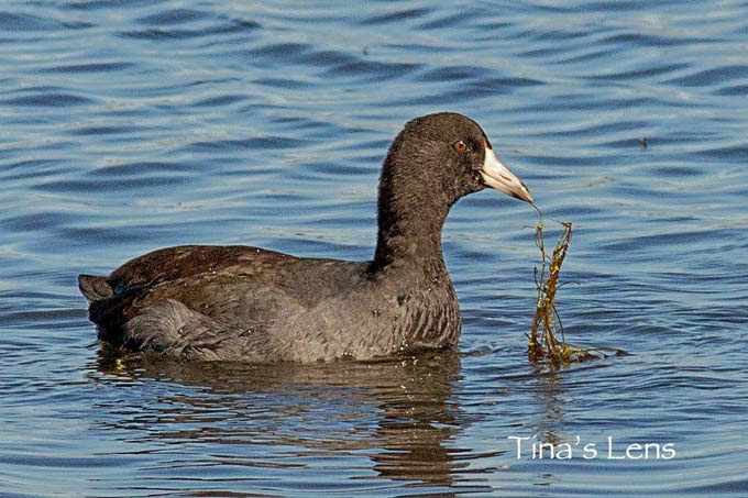 East Gwillimbury CameraGirl: American Coot