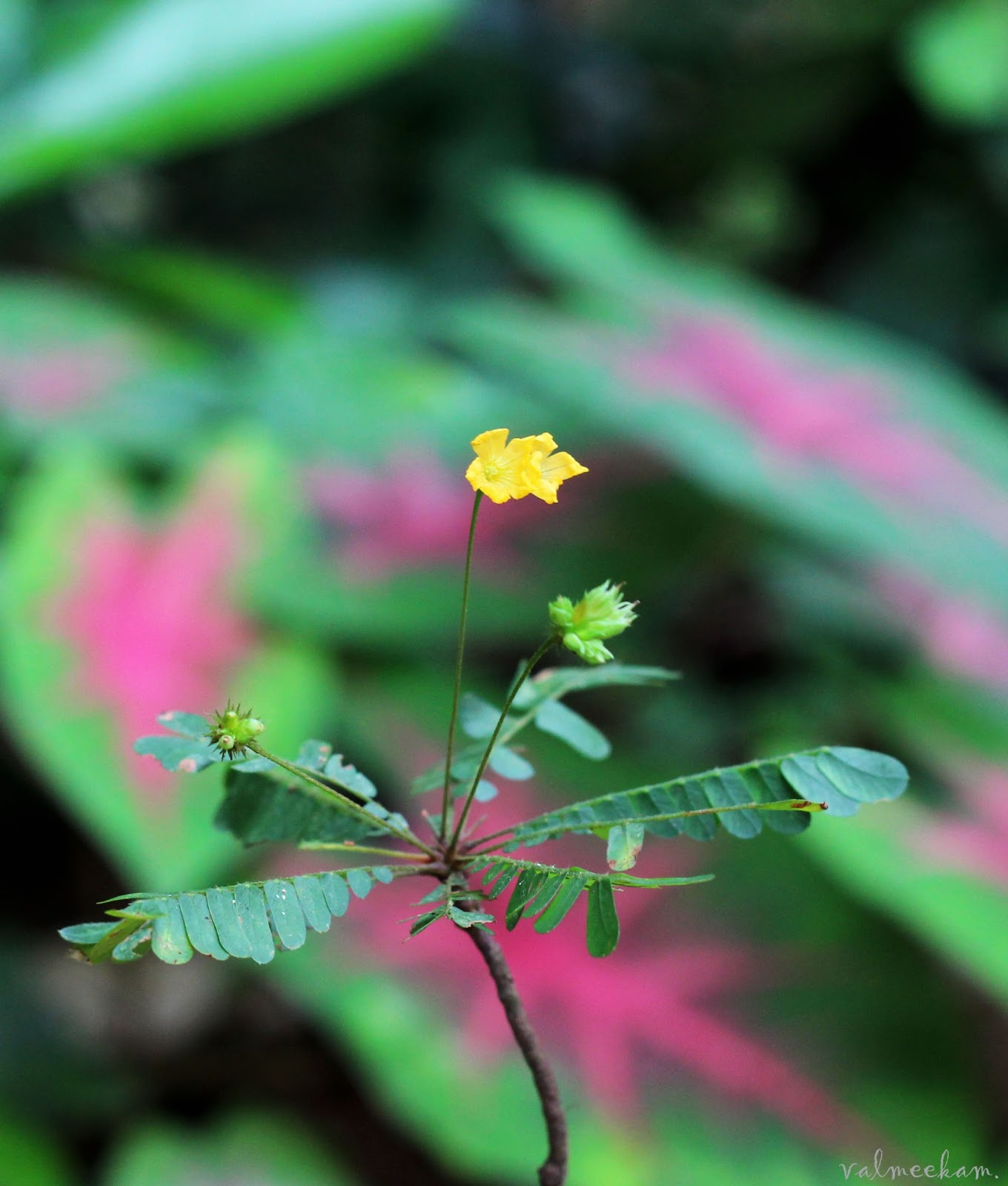 Valmeekam: Biophytum, (Mukkutti) MEDICINAL PROPERTIES Plant pacifies ...