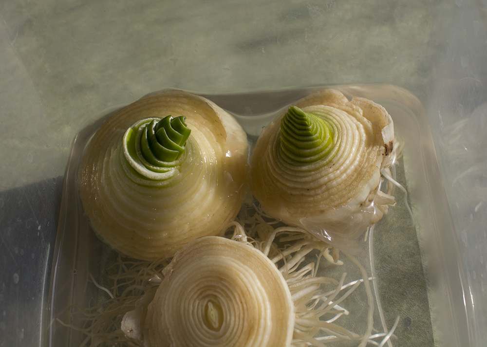 Rurification Robin Edmundson Re growing Leeks Rurification Robin Edmundson Re growing Leeks