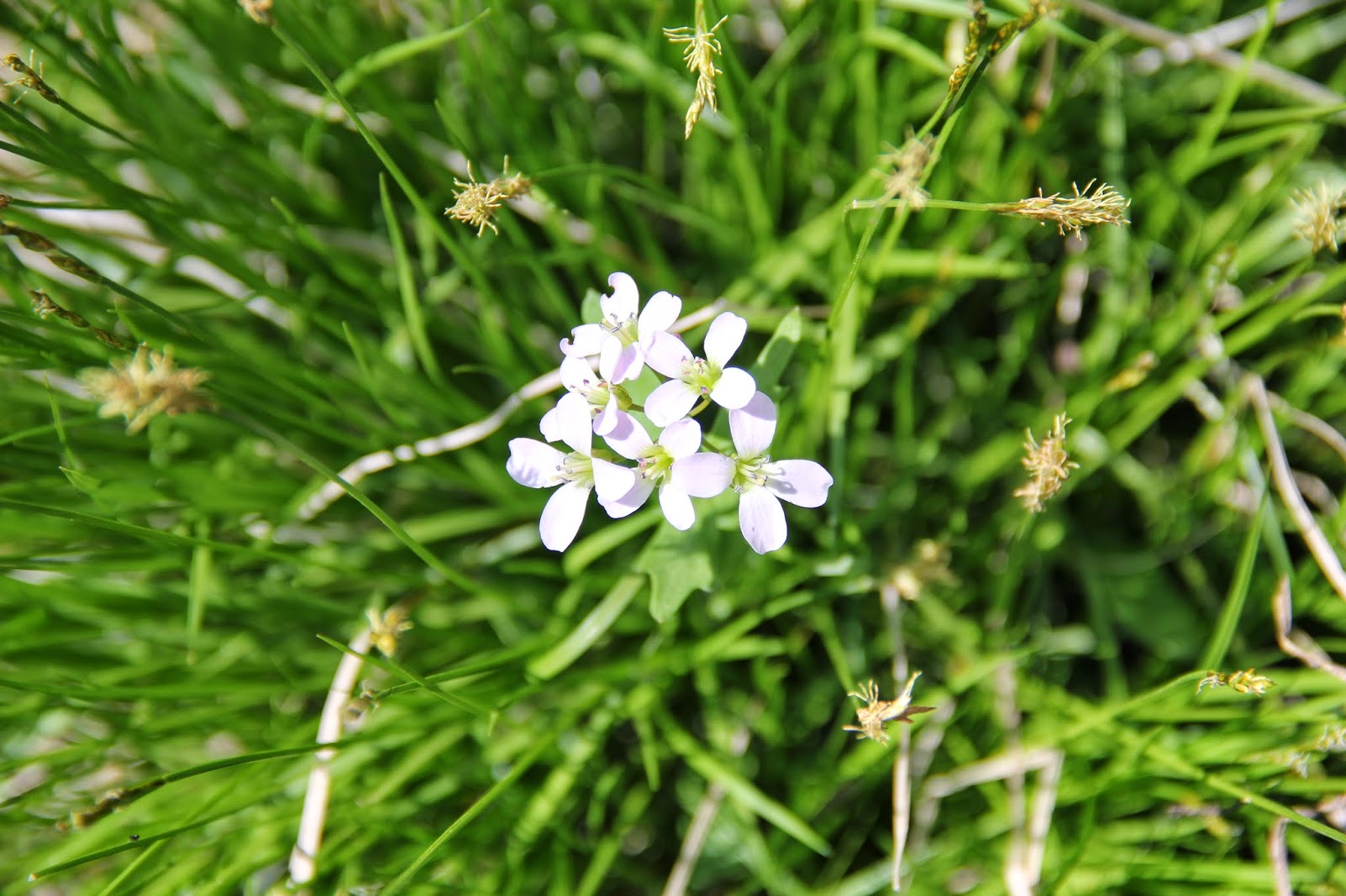 Isabella Conservation District Environmental Education Program ...