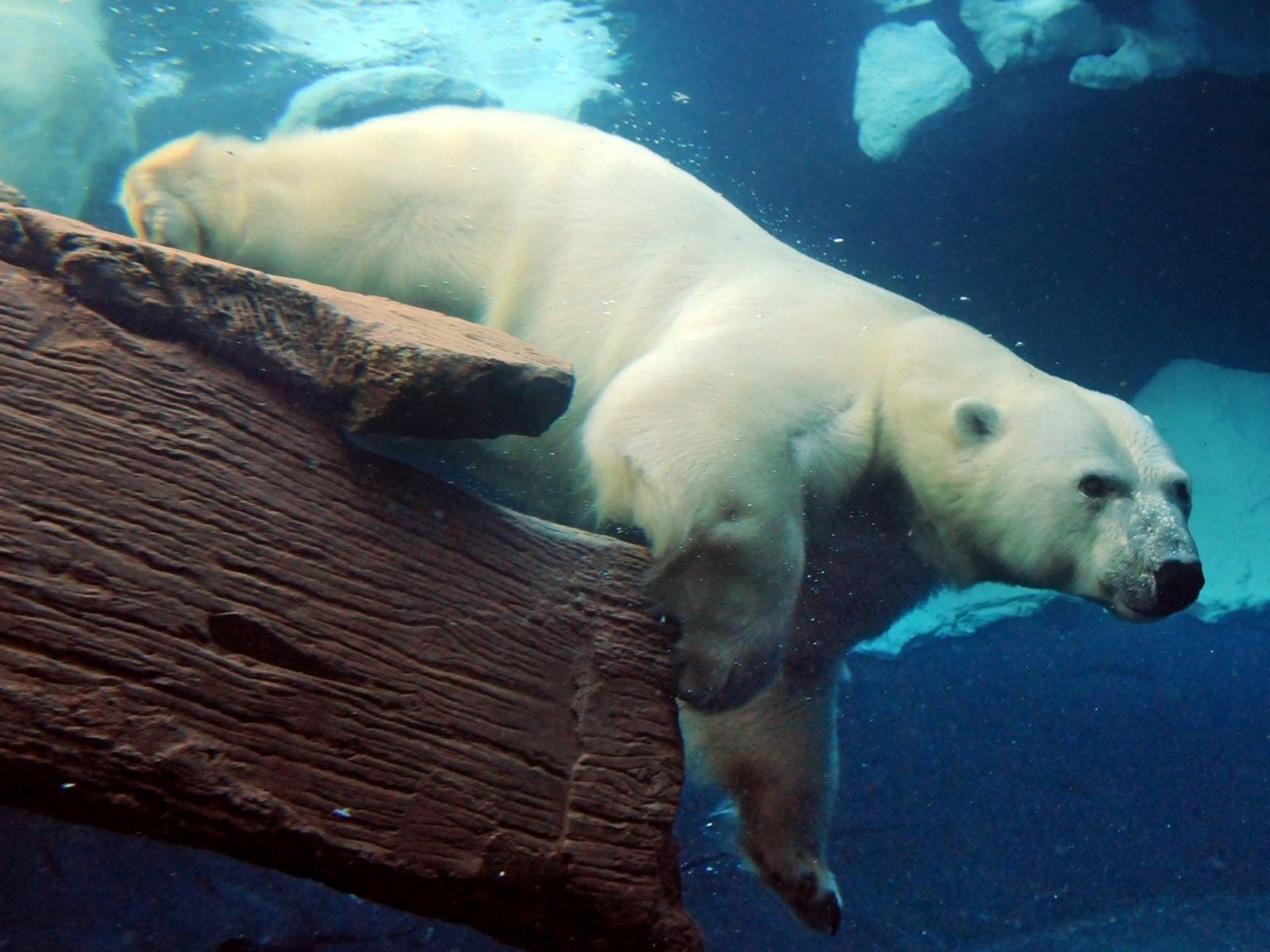Fotografías de osos divertidos en el bosque