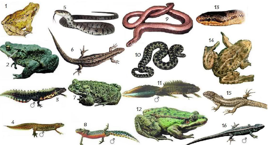 MENGENAL PENGELOMPOKAN HEWAN AMFIBI DAN CARA HIDUPNYA