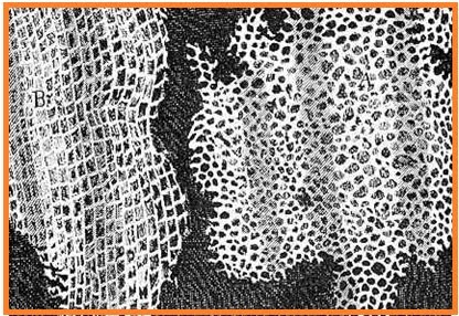 BIOLOGI GONZAGA: EPIDERMIS DAUN-EXPERIMEN SEDERHANA