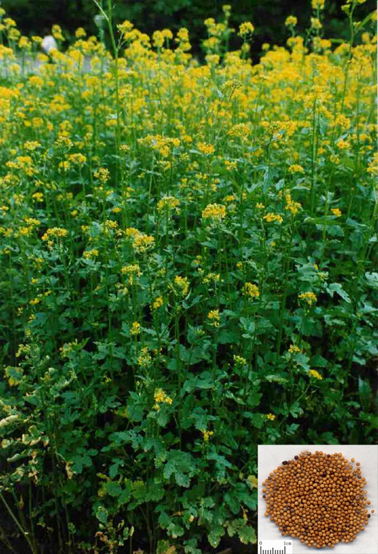 White mustard seed (Baijiezi)-Sinapis alba-Brassica Juncea-Semen ...