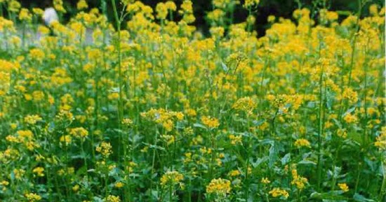 White mustard seed (Baijiezi)-Sinapis alba-Brassica Juncea-Semen ...
