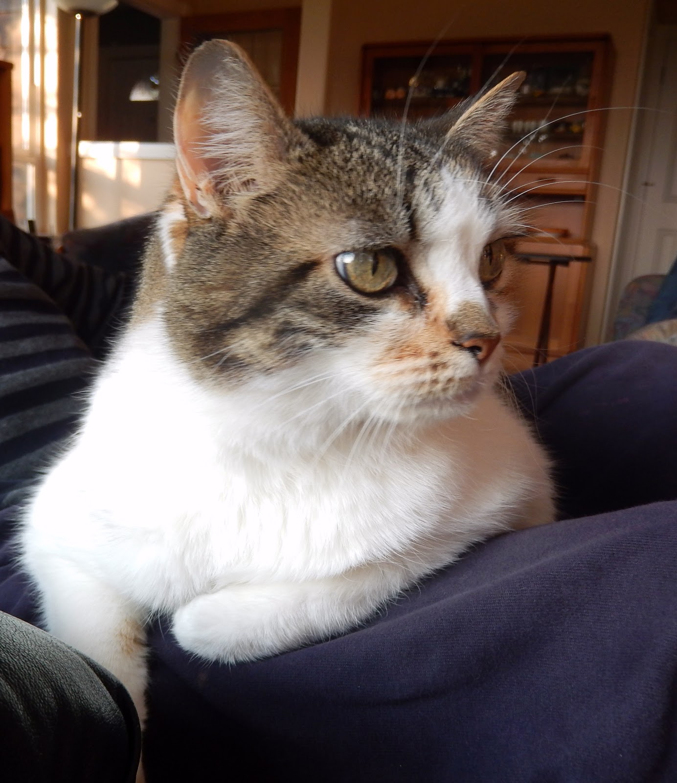 Cat Patches: Fast Cat, Slow Cat