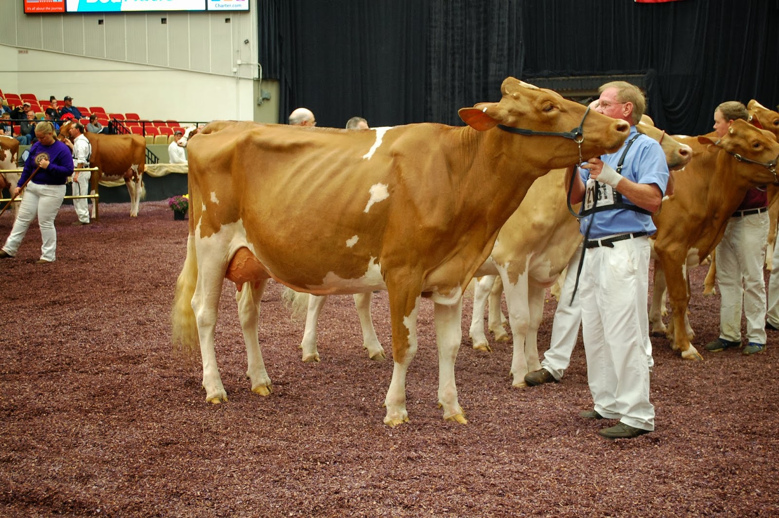 NEWS: NGS-Madison Cow Show