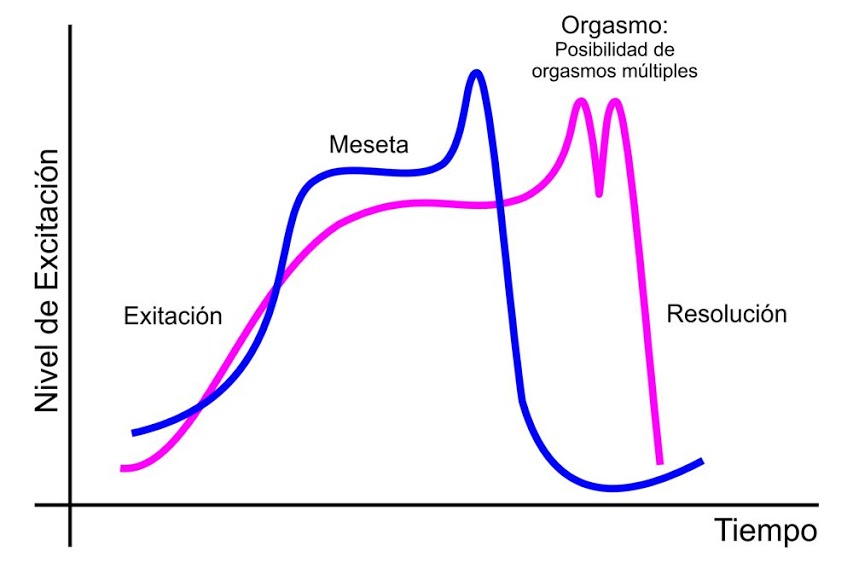 MODELOS DE BIOLÓGICOS Y PSICOLÓGICOS DE LA RESPUESTA SEXUAL