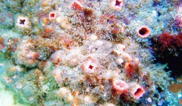 Frutos del Mar: PIURE