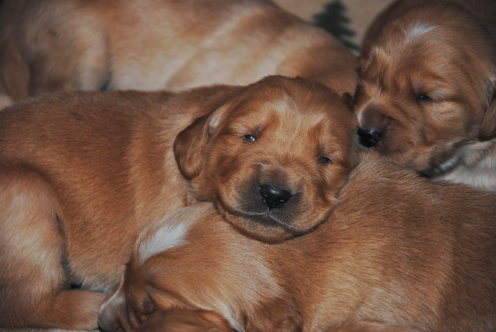 2 weeks old today - Tidewater Golden Retrievers