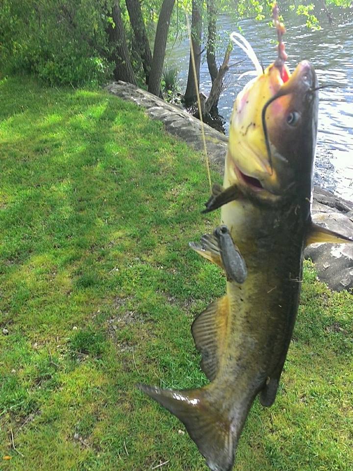 Marian's Hunting Stories, etc., etc., etc...: A Very Nice Bullhead Catfish