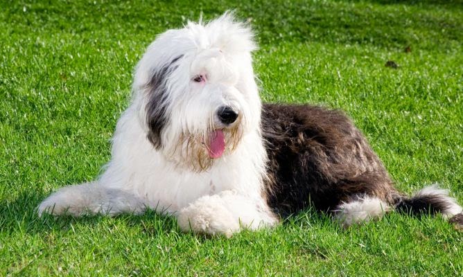 Bobtail | WIKI PERROS