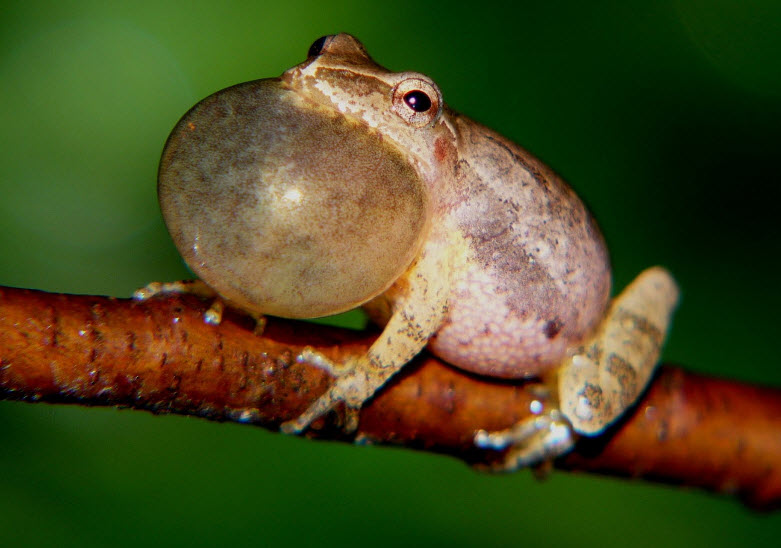 Spring Peeper | The Biggest Animals Kingdom