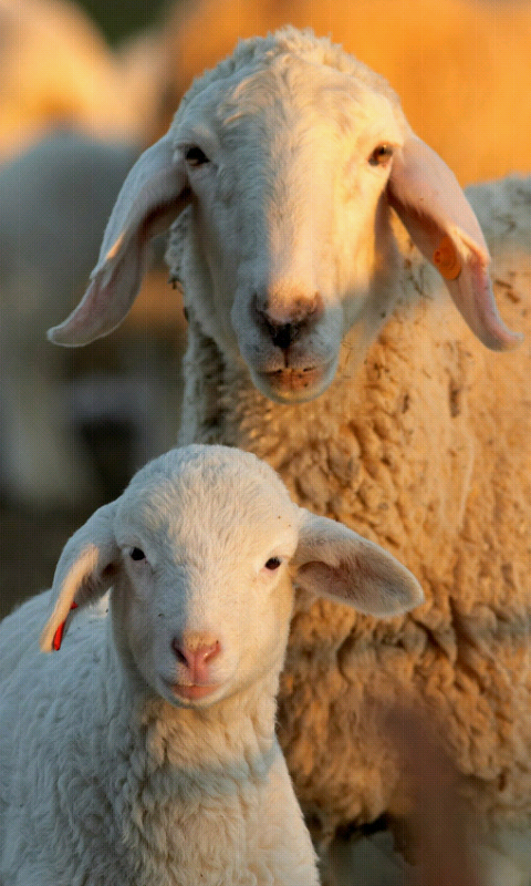 Ovejas bebés - Imagui