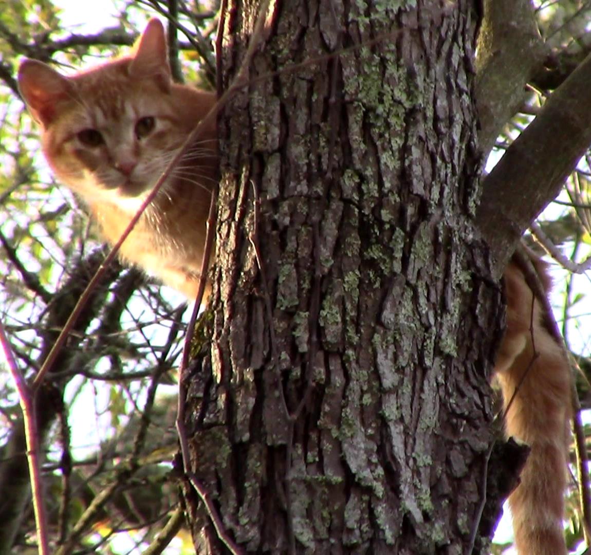 Cat Stuck in a Tree?: Randall