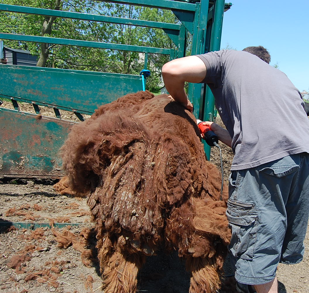PROUD TO BE COUNTRY: Alpaca/llama Shearing