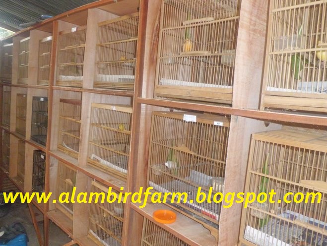 Alam Bird Farm-Menjual Berbagai Jenis Burung Kicau: BURUNG KENARI YS