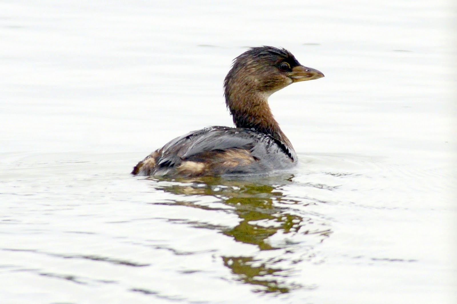 The Nature of Framingham: California Grebe-ing
