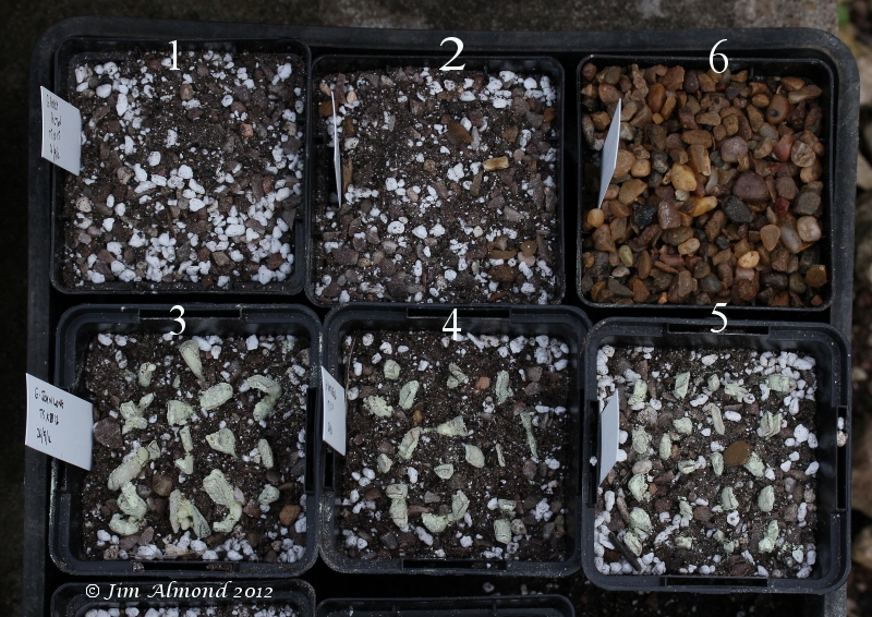 Alpines for the Enthusiast: Twin scaling Snowdrops - ensuring success!