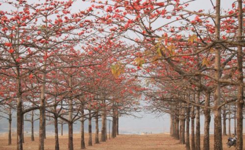 Shimul flower garden at Sunamganj - Bangladesh Tourist Place
