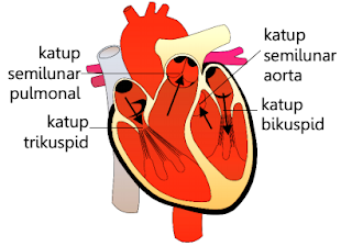 SISTEM TRANSPORTASI PADA MANUSIA - Biologi Buanget