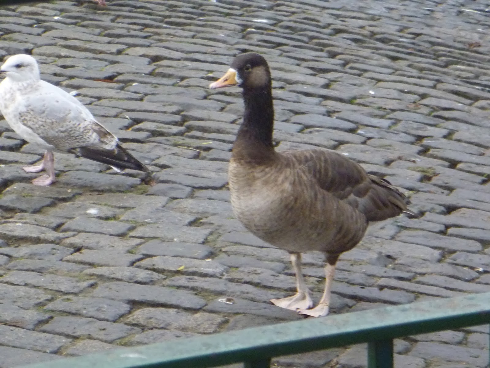 Crafty Green Poet: The moods of the sea and a weird goose