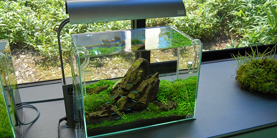 Inilah 10 Ide Kreasi Untuk Membuat Mini Aquascape - Ikan Hias Air Tawar