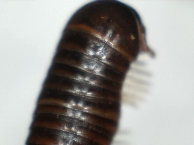 O MUNDO DOS INSETOS: gongolo