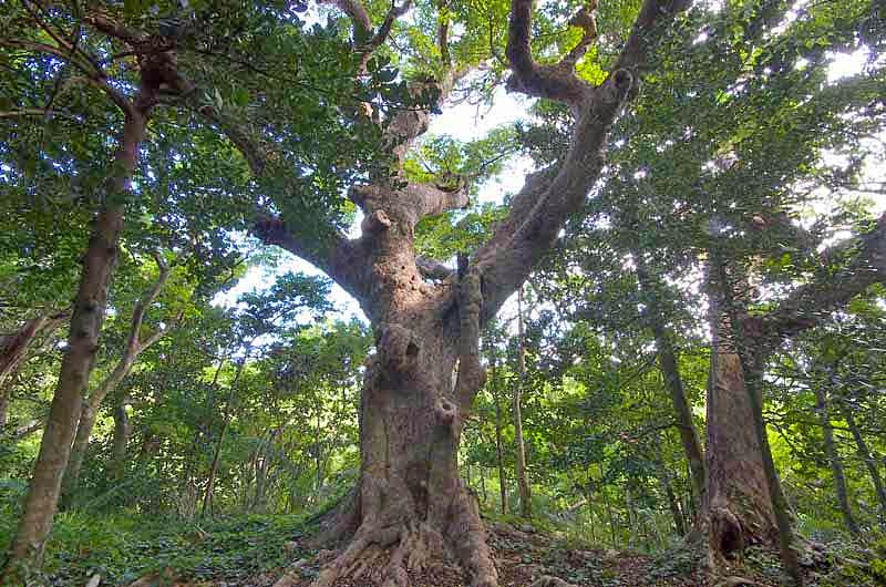 Ryukyu Life: Special Trees and Another Sacred Grove