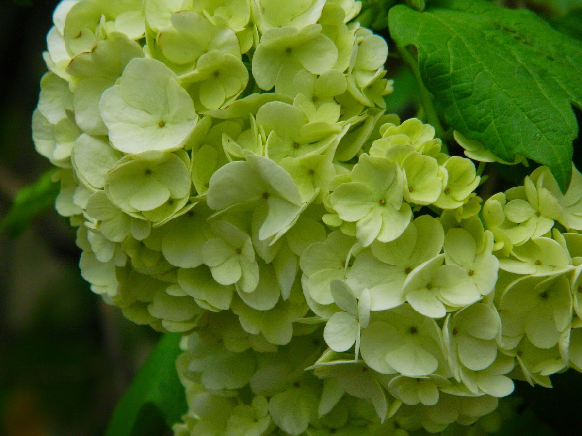 LA MULTI ANI, ROMANIA!: Curcubeul culorillor: flori verzi