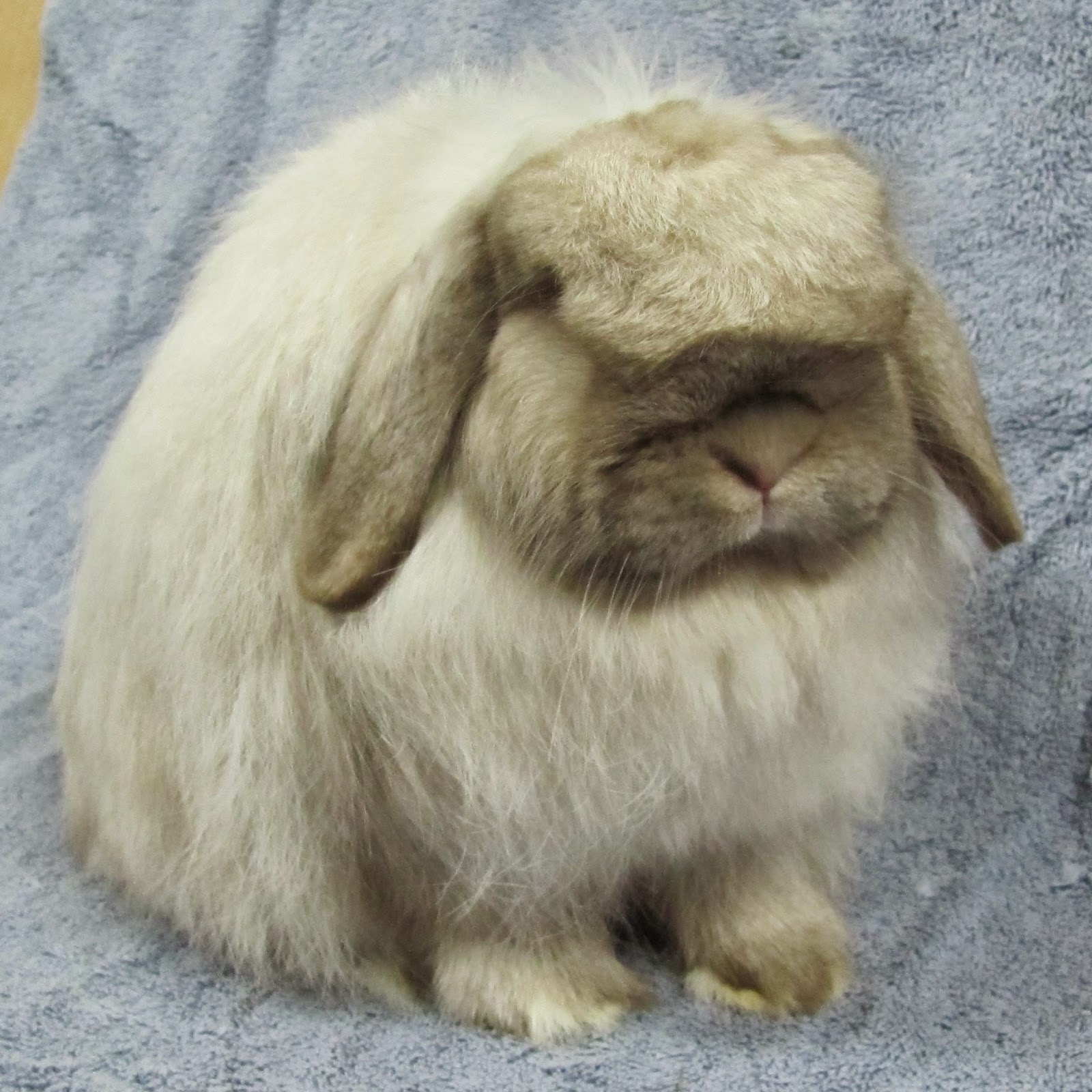 กระต่าย กระต่ายแคระ และการเลี้ยงกระต่าย: กระต่ายหูตก American Fuzzy Lop