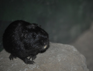 ZOOTOGRAFIANDO (6.057 ANIMALS): CURURO / CORURO (Spalacopus cyanus)