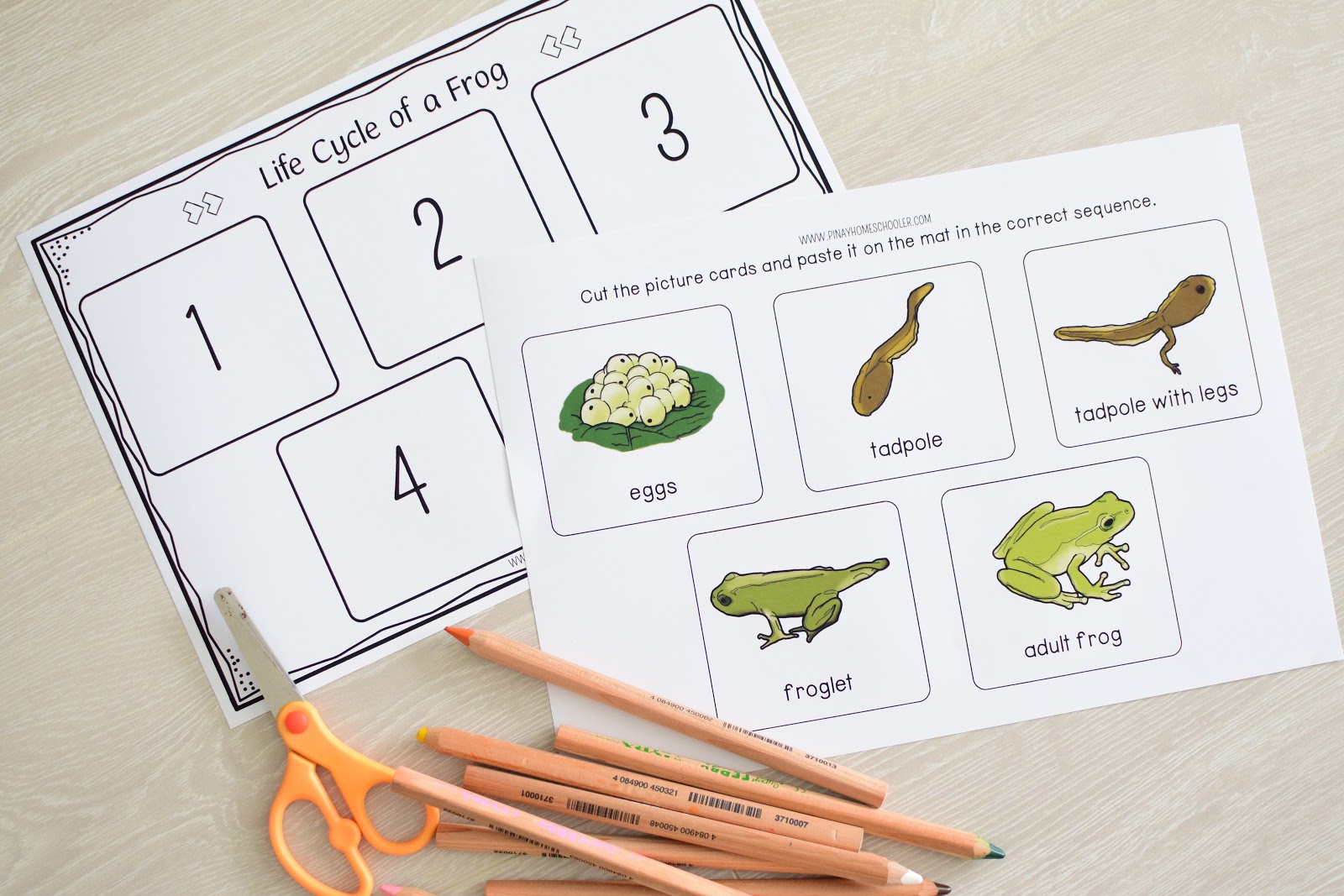 Life Cycle of a Frog Learning Activities | The Pinay Homeschooler