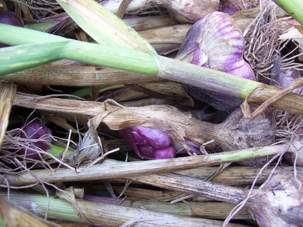 Wintergreen Farm: The Week 7 CSA Share, It's Garlic Time