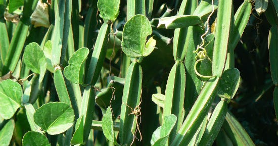 MEDICINAL USES OF PIRANDAI - Herbal Health Product