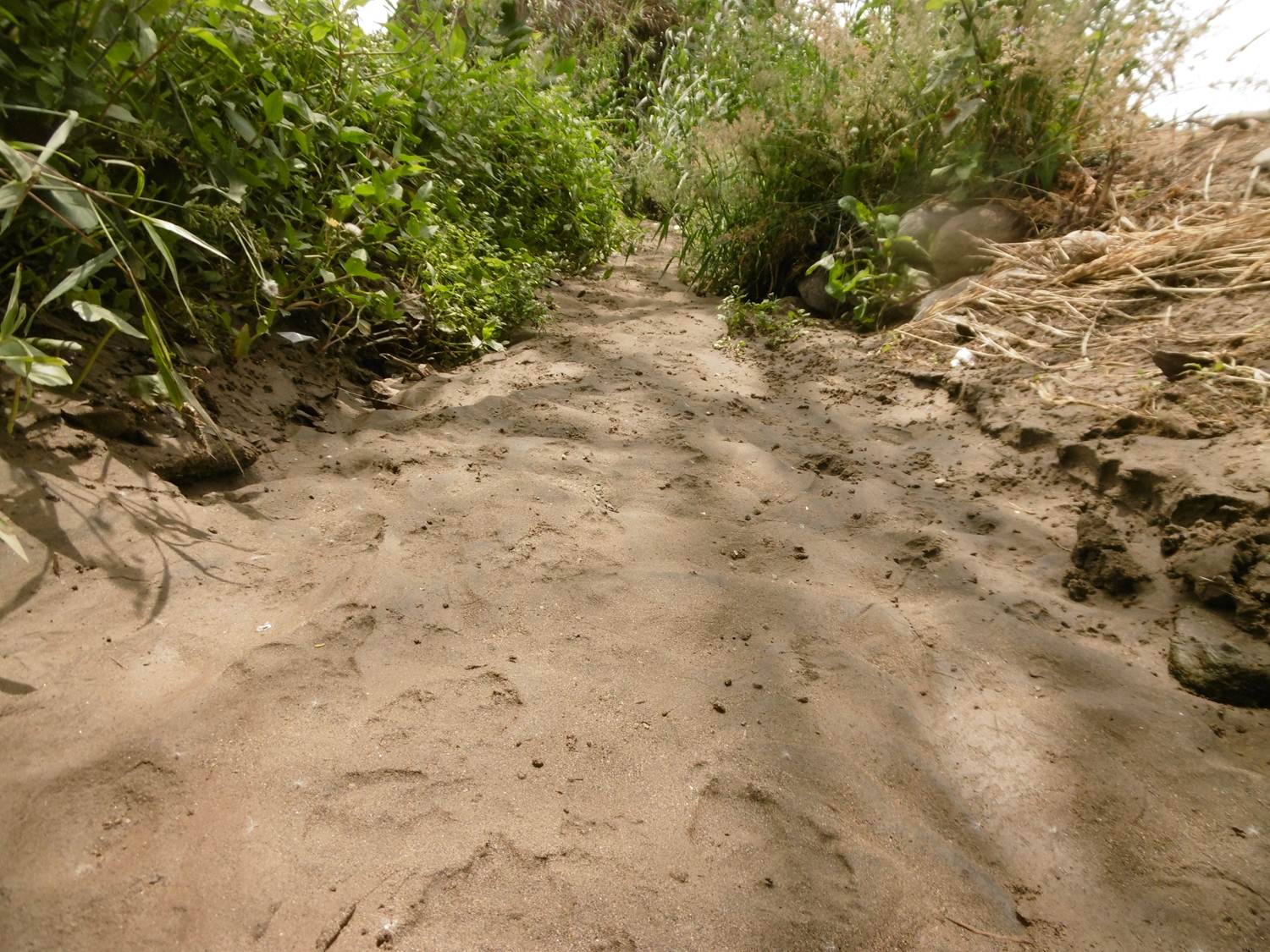 ALTERNATIVA ECOLÓGICA: USO DE ARENA DE RÍO PARA EL CULTIVO DE PLANTAS