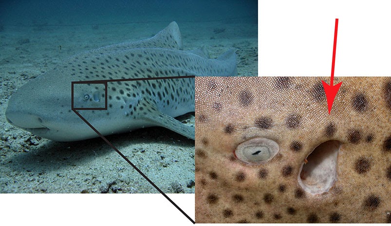 A fragment of Gondwana: A spiracular new look at the breath of early ...