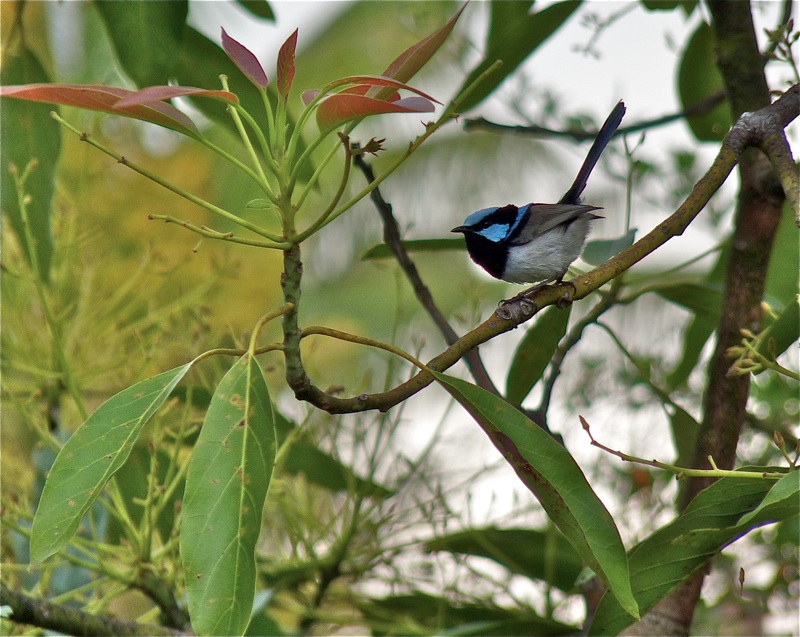 Pieces of Contentment: Superb Blue Wren