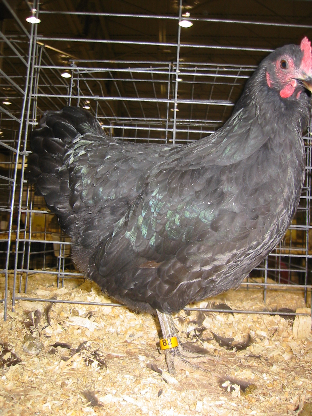 Java breeders: October 2011