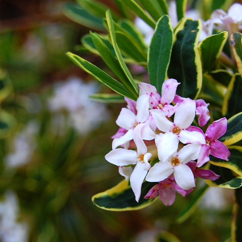 Capadia Designs: Flower and Photo Questions Answered