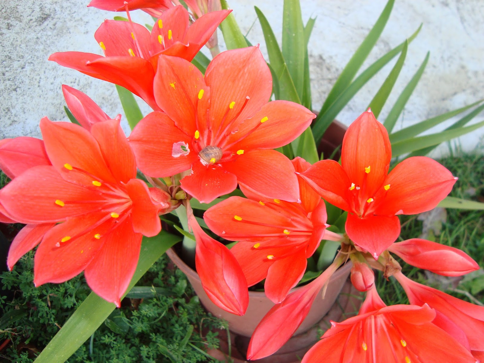 LAS CLIVIAS - El Jardín de Elbe